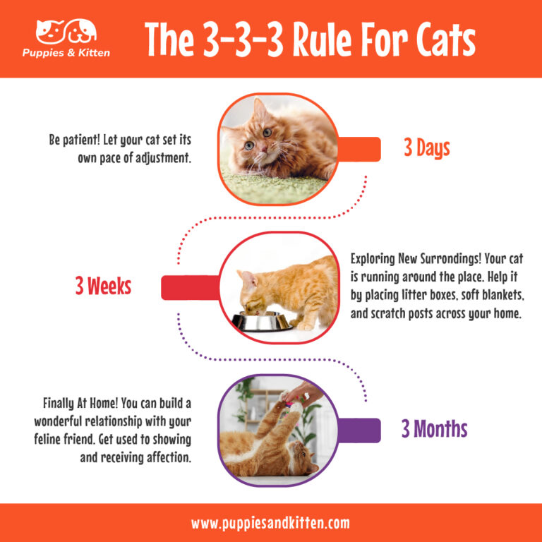 Cat Care Guide For Beginners; Health Dos and Donts