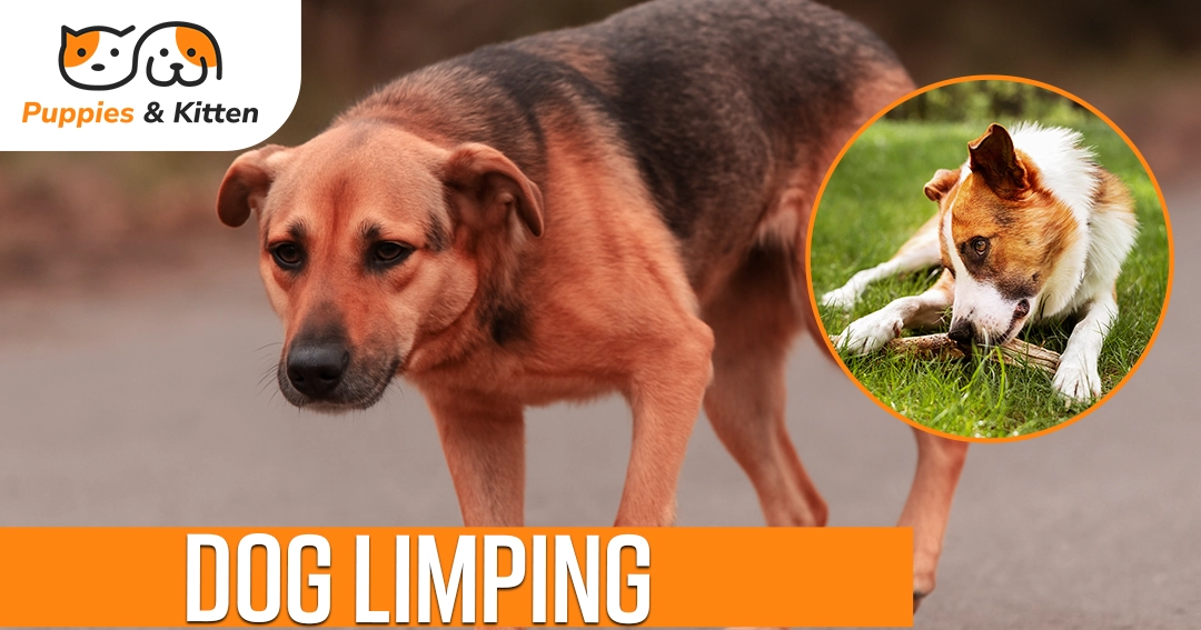 Dog Limping: Causes and Treatment Solutions Explained